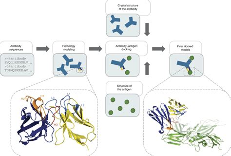 A Schematic Of The Modeling Protocols Full Flowcharts For Rosetta Download Scientific