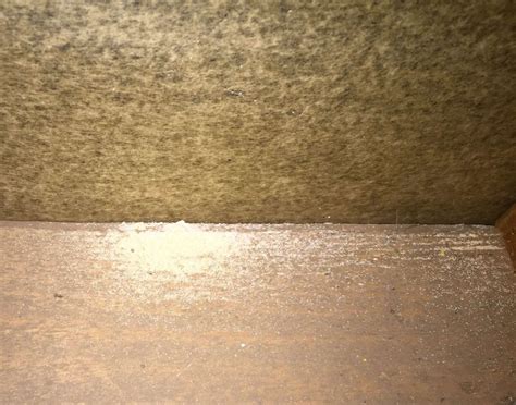 Possible Anobiid Beetle Frass Foothill Sierra Pest Control