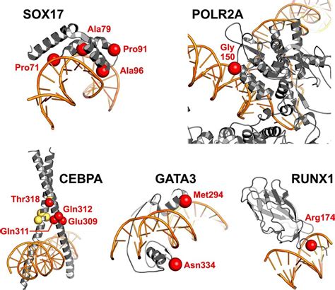 Recurrent Mutations In Domains Of Protein Dna Interaction Significance