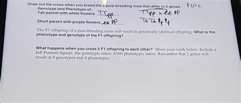 Solved Draw Out The Cross When You Breed The Chegg Com
