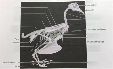 Bird Skeleton Diagram Quizlet