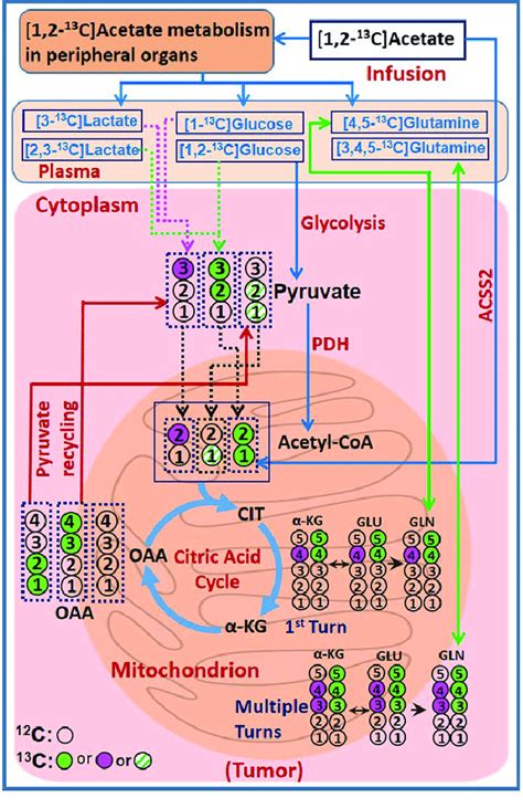 Metabolism Diagram Labeled