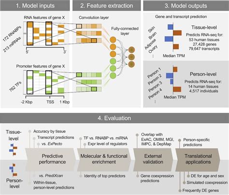 Overview Of Building And Evaluating The Decode Transcriptome Prediction