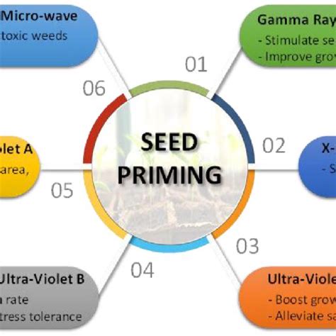 Application Of Different Electromagnetic Radiations And Seed Priming On