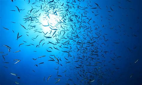 Earth S Oceans Move When Fish Have SEX Helping To Circulate Nutrients Daily Mail Online