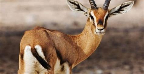 صورة طفل يفاجئ والدته بصديقه الغزال وكالة شمس نيوز الإخبارية Shms News آخر أخبار فلسطين
