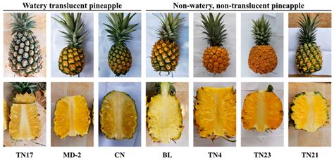 Different Varieties Of Watery And Non Watery Pineapples With Vertical