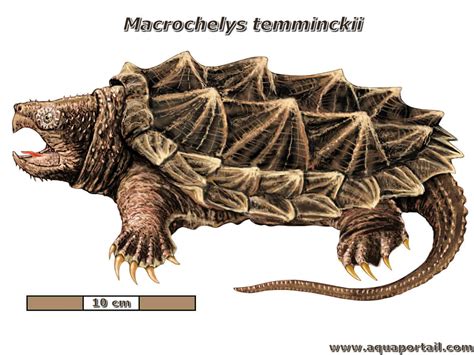 La Tortue Alligator Macrochelys Temminckii