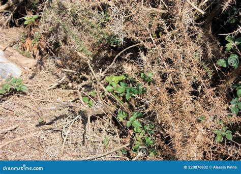 Dry Prickly Brambles And Shrubs Dried In The Dry Summer Air Stock