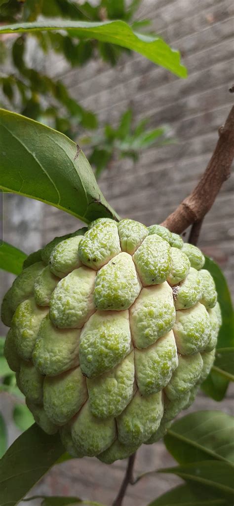 Top 999 Sugar Apple Wallpaper Full Hd 4k Free To Use