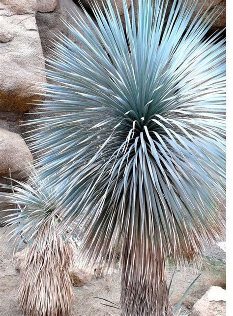 Seeds Page 4 Exotic Cactus Collection