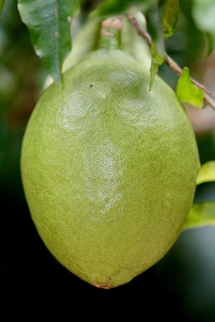 Merrillia Caloxylon Ridl Swingle A Photo On Flickriver