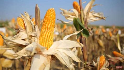 Pengertian Dan Jenis Tanaman Jagung Dropshiper Co Id