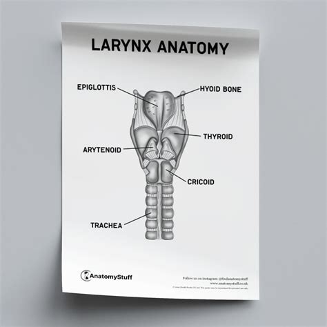 Larynx Anatomy Poster Pdf Digital Download Anatomystuff