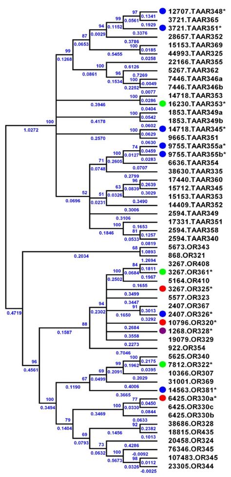 Phylogenetic Analysis Of Intact Single Exon Or And Taar Genes In Download Scientific Diagram