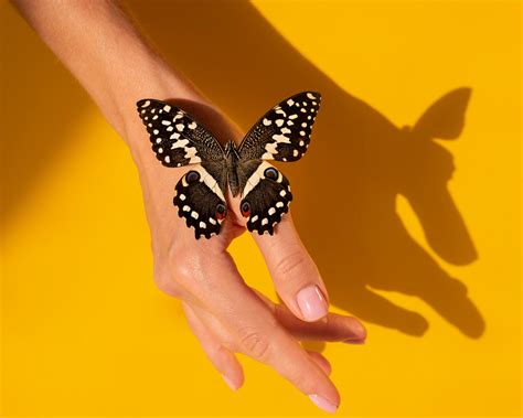 Про метелика який вміє лікувати Аптека Online