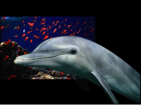 Modify Layer Opacity Motion Help