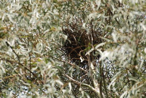 La Voliera Senza Sbarre Nidificazione Cornacchie