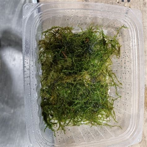 Java Moss Furniture And Home Living Gardening Plants And Seeds On Carousell Java Moss Furniture And Home Living Gardening Plants And Seeds On Carousell