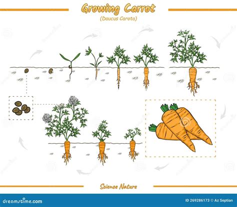 Growth Stages Of Carrots Stock Vector Illustration Of Diagram