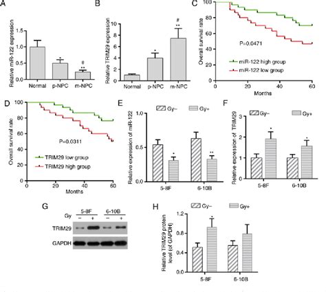 Figure 1 From Microrna 122 Acts As Tumor Suppressor By Targeting Trim29 And Blocking The