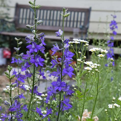 How To Grow Larkspur A Complete Guide Flower Patch Farmhouse