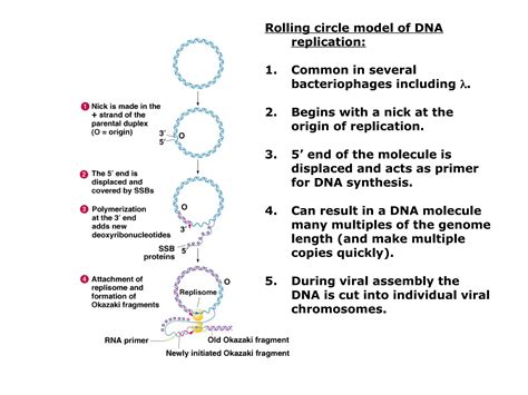 Dna Replication Chapter For Study Purposeppt