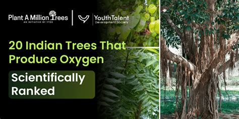 Best Tree For Oxygen In India Top 20 Scientifically Ranked