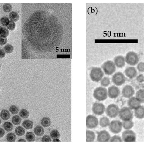 Tem Micrograph Of A Core Void Shell And B Hollow Iron Oxide Mnps Download Scientific