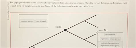 Solved No The Phylogenetic Tree Shows The Evolutionary