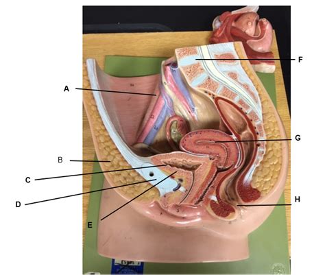 Bio 210 Histology Chapter 4 Tissues Midsagittal Cut Pelvic Region