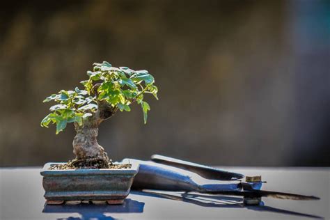 How To Grow A Bonsai Tree For Beginners