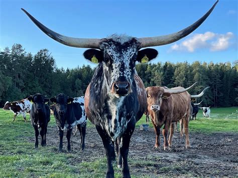 Texas Longhorn Ranch Genussregion Oberfranken