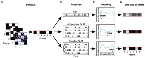 Schematic Showing Glm Based Bayesian Decoding A One Stimulus Pixel