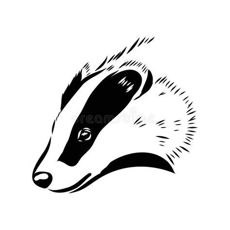 Head Badger Symmetric Sketch Vector Graphics Color Picture Stock Image Image Of Wildlife