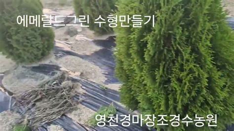 에메랄드그린 수형 만들기영천경마장조경수농원 Youtube