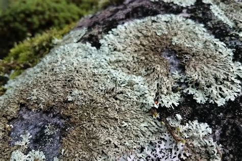 Lichen Is More Than Just Fungi Mycelial Network