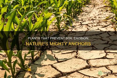 Plants That Prevent Soil Erosion Nature S Mighty Anchors ShunCy