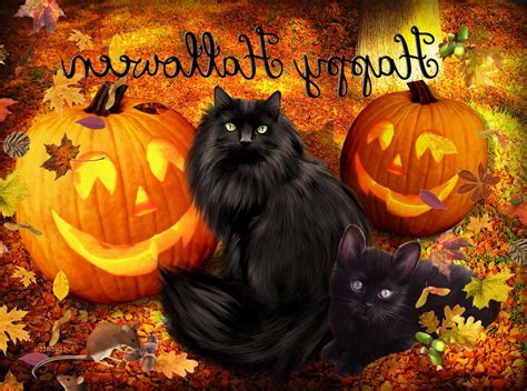 Halloween Cats Wallpapers Wallpaper Cave