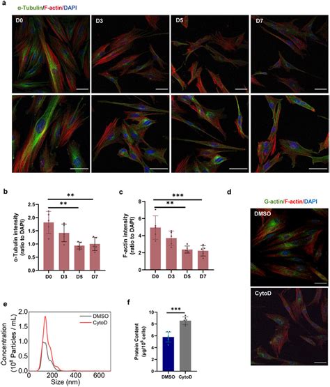 Microbead Encapsulation Strategy For Efficient Production Of Extracellular Vesicles Derived From