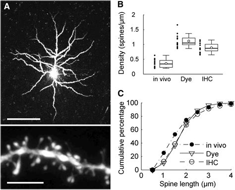 In Vivo Two Photon Imaging Of Dendritic Spines In Marmoset Neocortex Eneuro