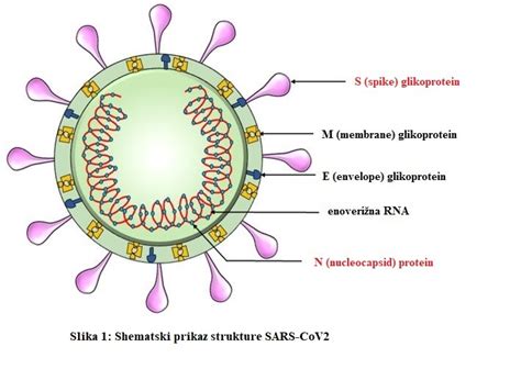 Novi Kvantitativni Test Anti Sars Cov 2 S