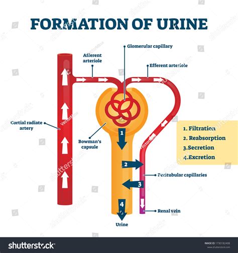 Urine Filtration Explanation At Coleman Stevens Blog