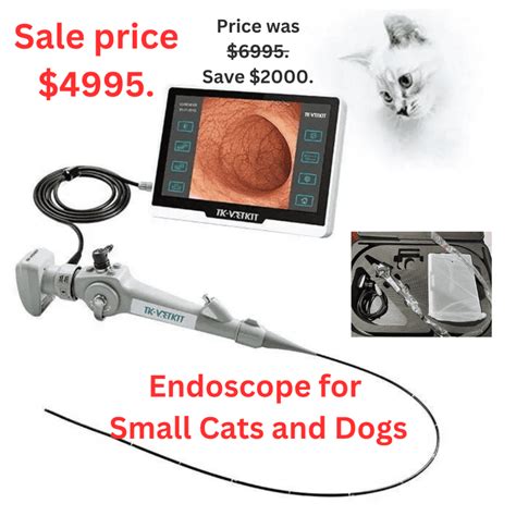 Mastering Ultrasound Guided Cystocentesis In Dogs And Cats