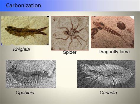 Ppt Fossilization And Fossils Powerpoint Presentation Free Download Id 5321153