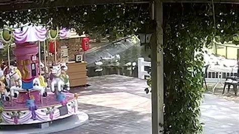 Python Snatches Duck From Pond Before Residents Save The Bird From Being Eaten ViralPress