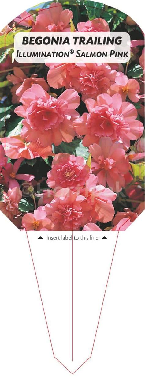 Begonia Trailing Illumination Salmon Pink Plant Labels Hortipak