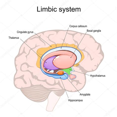 Sistema Límbico Sección Transversal Del Cerebro Humano Estructura Y
