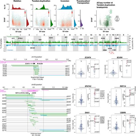 Overviews Of Structural Variants In 170 Gastric Cancer Gc Genomes A