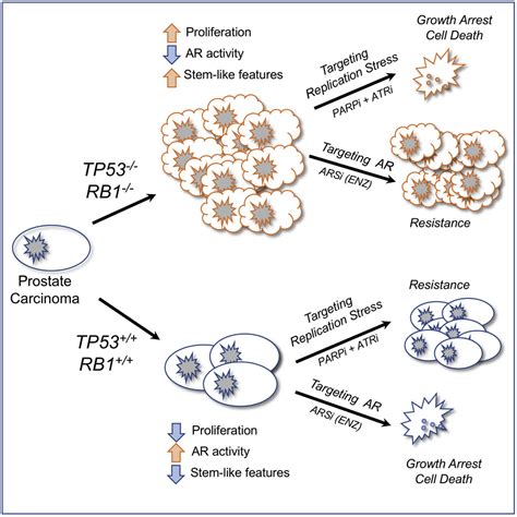 Combined Tp53 And Rb1 Loss Promotes Prostate Cancer Resistance To A